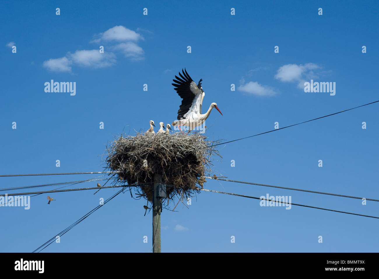 a stork's nest on a telegraph pole in Portugal near the border with the ...