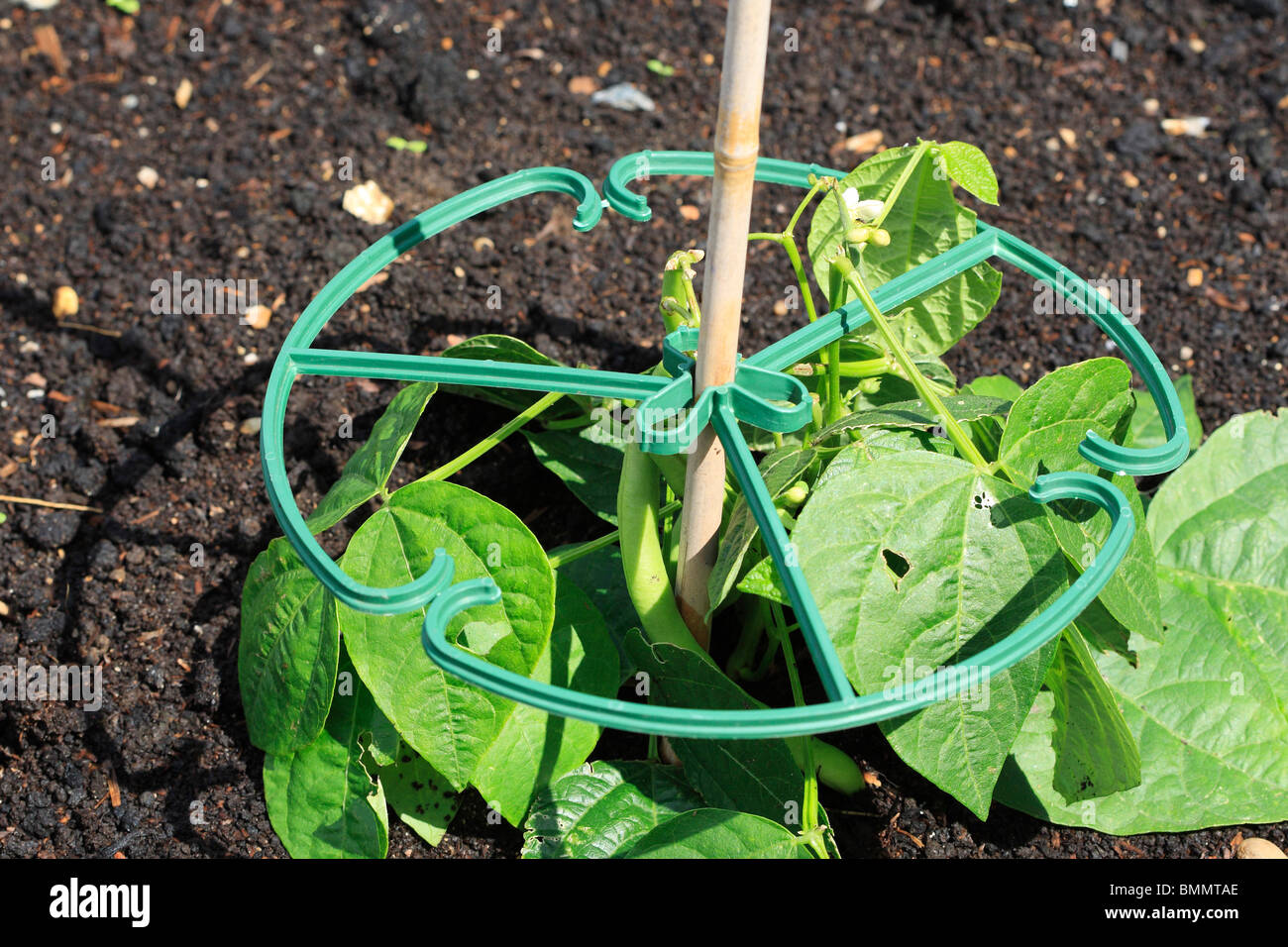 Growing french beans hi-res stock photography and images - Alamy
