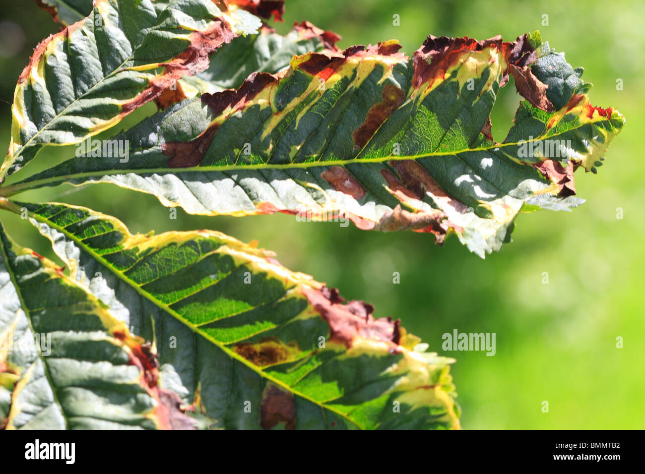 Guignardia hi-res stock photography and images - Alamy