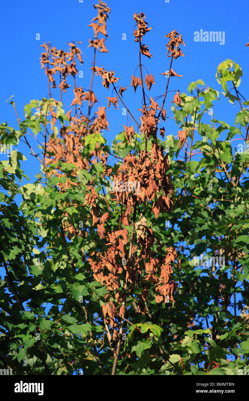 SYCAMORE BRANCH RING BARKED BY GREY SQUIRRELS DURING FOOD SHORTAGE ...