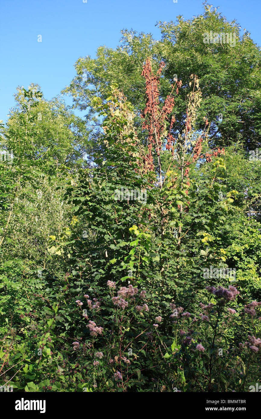 SYCAMORE BRANCH RING BARKED BY GREY SQUIRRELS DURING FOOD SHORTAGE ...