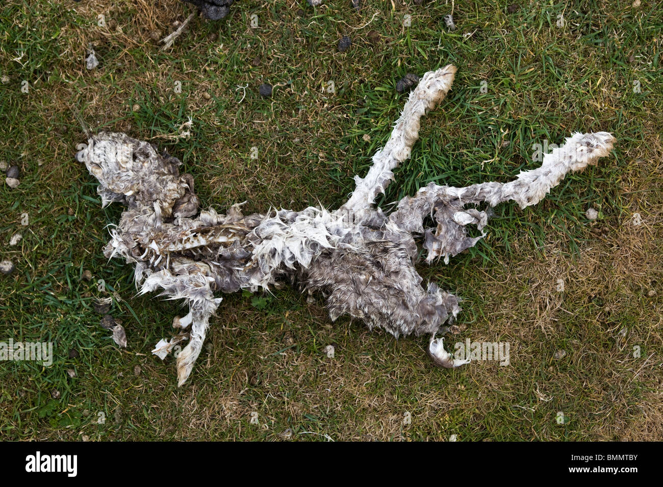 Dead body outline hi-res stock photography and images - Alamy