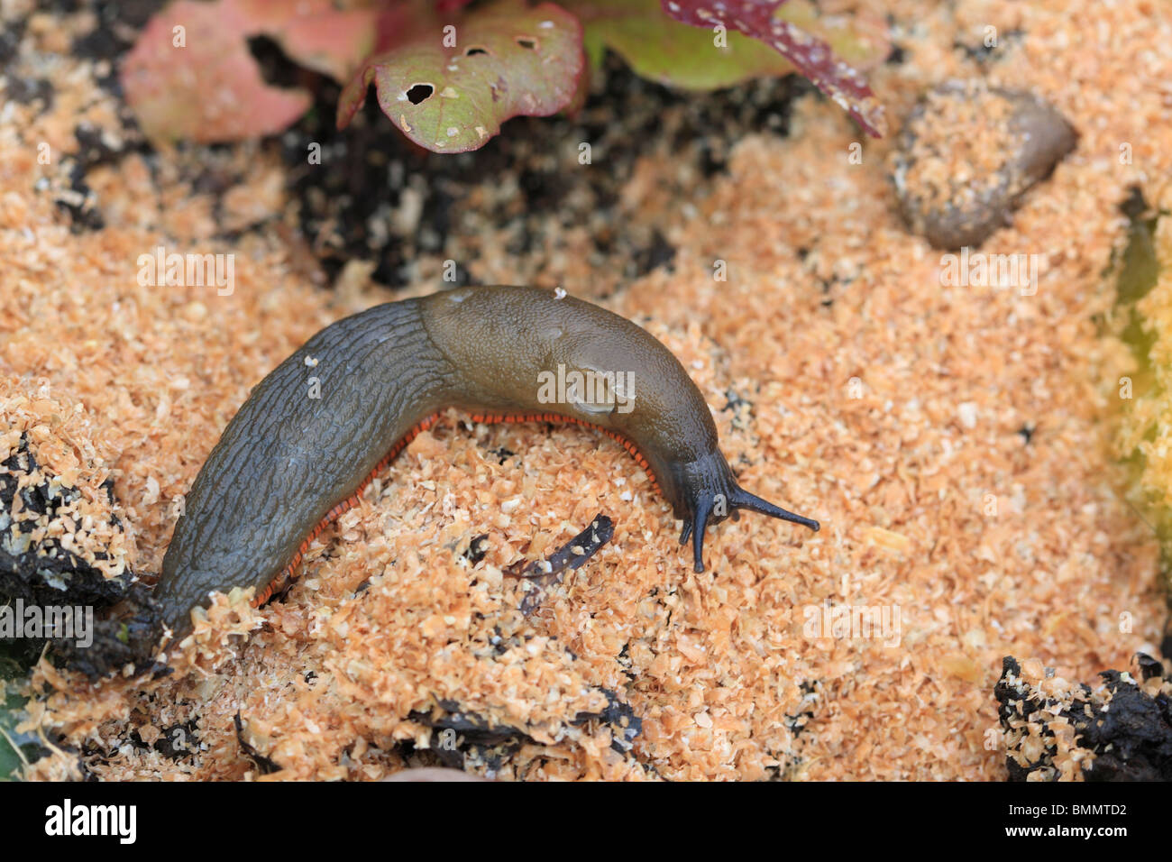 Black slug arion ater eating hi-res stock photography and images - Alamy