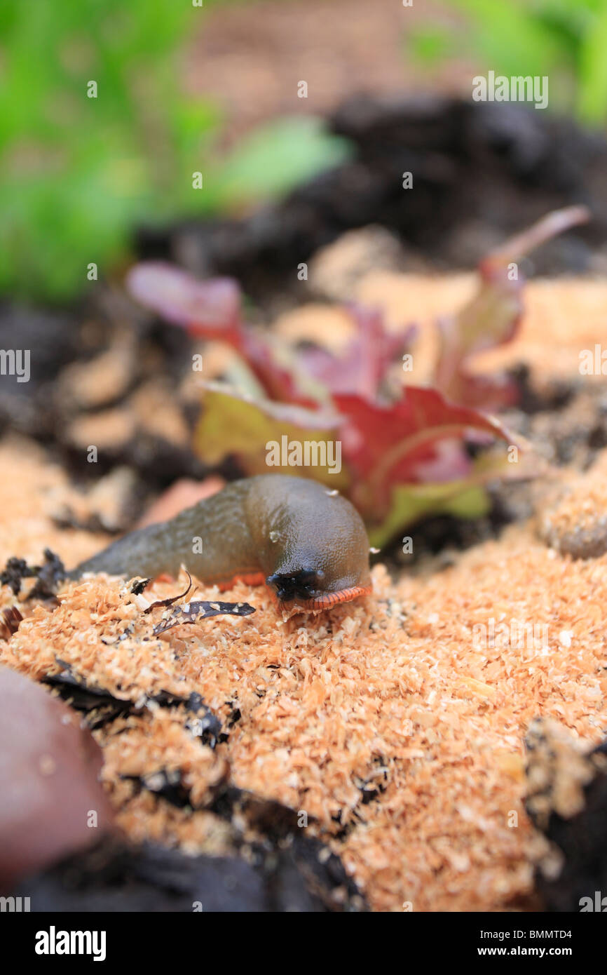 Black arion arion ater hi-res stock photography and images - Alamy