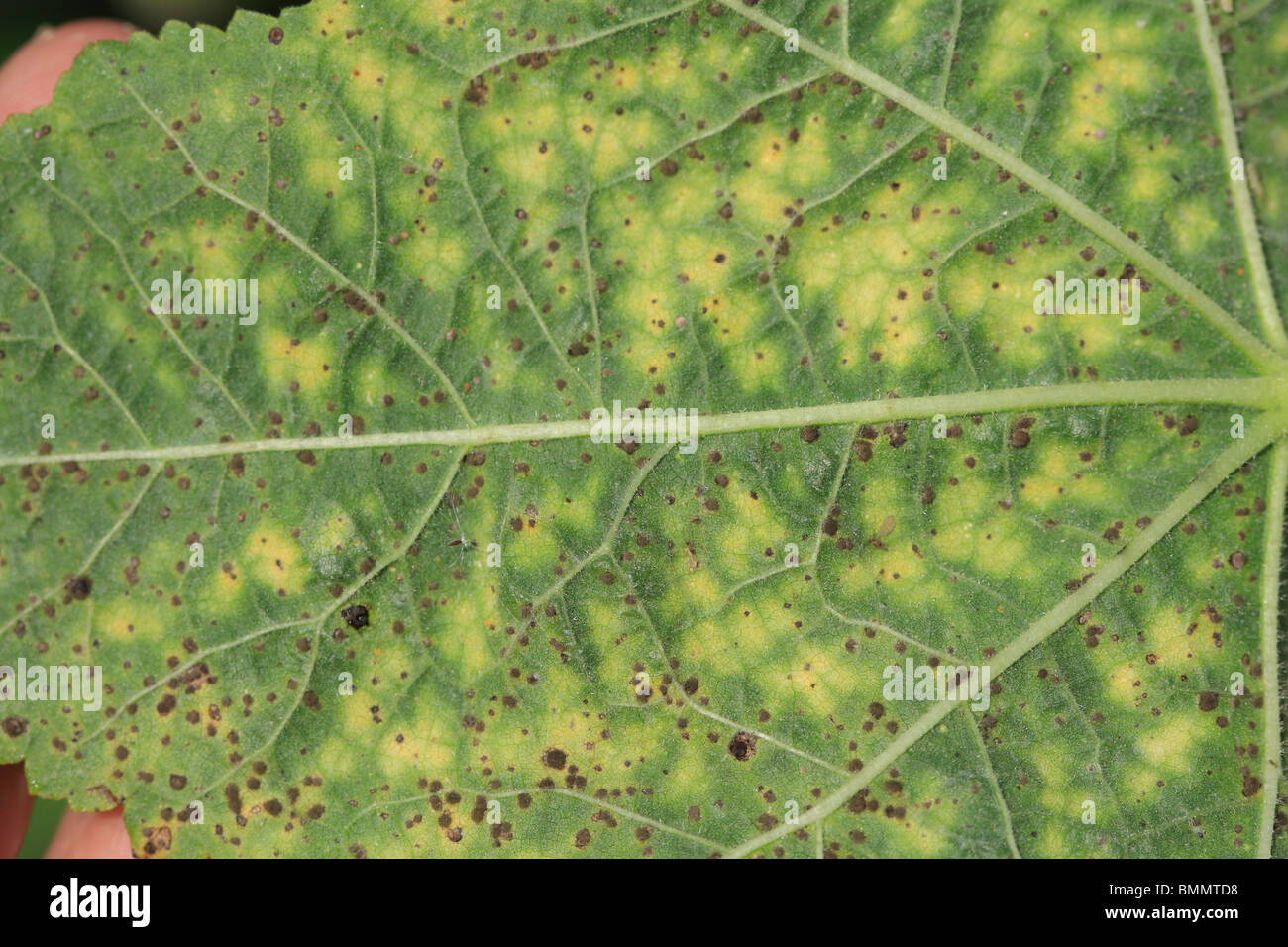 HOLLYHOCK RUST (Puccinia malvacearum) SHOWING PUSTULES ON UNDERSIDE OF ...