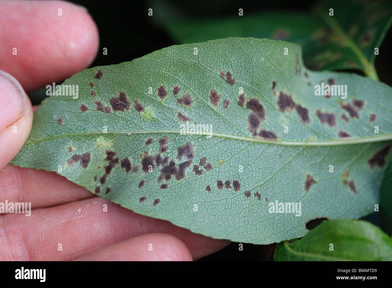 PEAR LEAF BLISTER MITE (Eriophytes pyri) BLISTERS ON UNDERSIDE OF PEAR ...