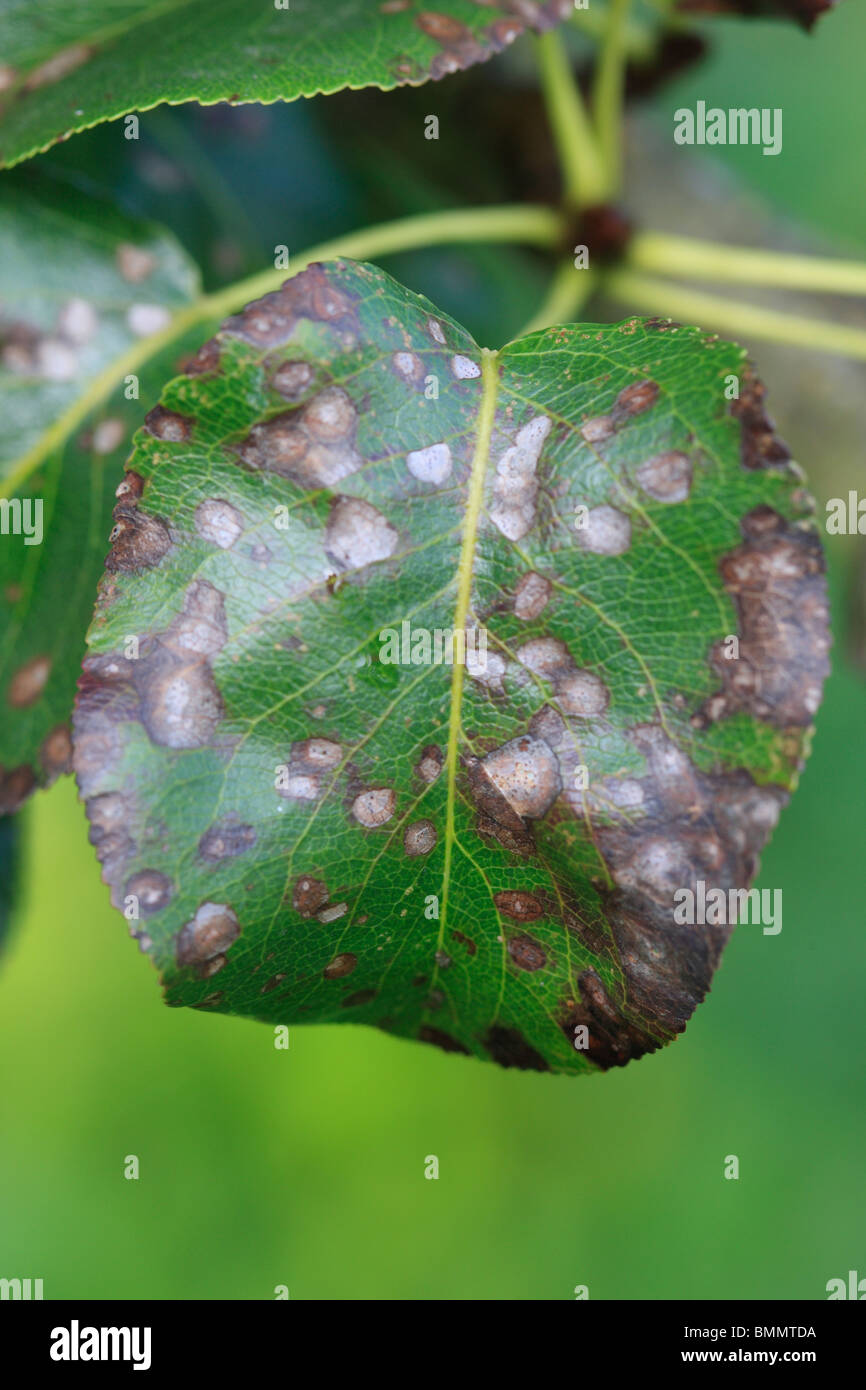 PEAR LEAF FLECK (Mycosphaerella pyri) ON UPPERSIDE OF LEAF Stock Photo ...