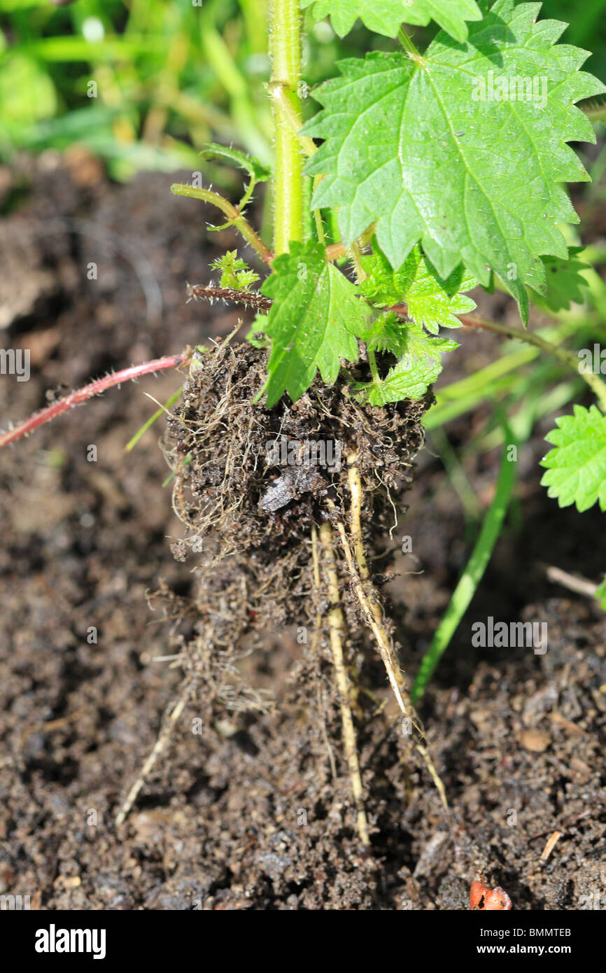 Root systems hi-res stock photography and images - Alamy
