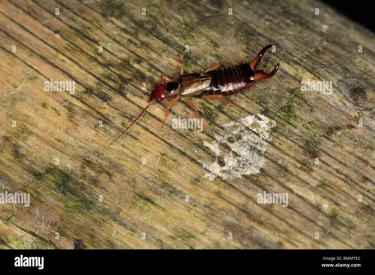 EARWIG (Forficula auricularia) MALE ON WOODEN POST Stock Photo - Alamy