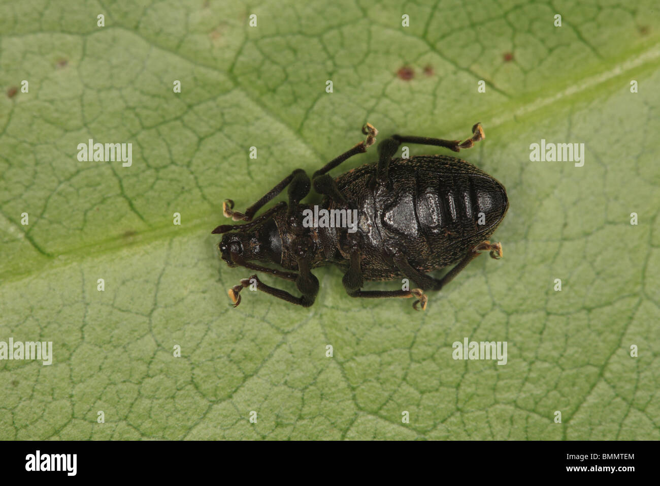 VINE WEEVIL (Otiorhynchus sulcatus) WILL DROP THROUGH FOLIAGE AND PLAY ...