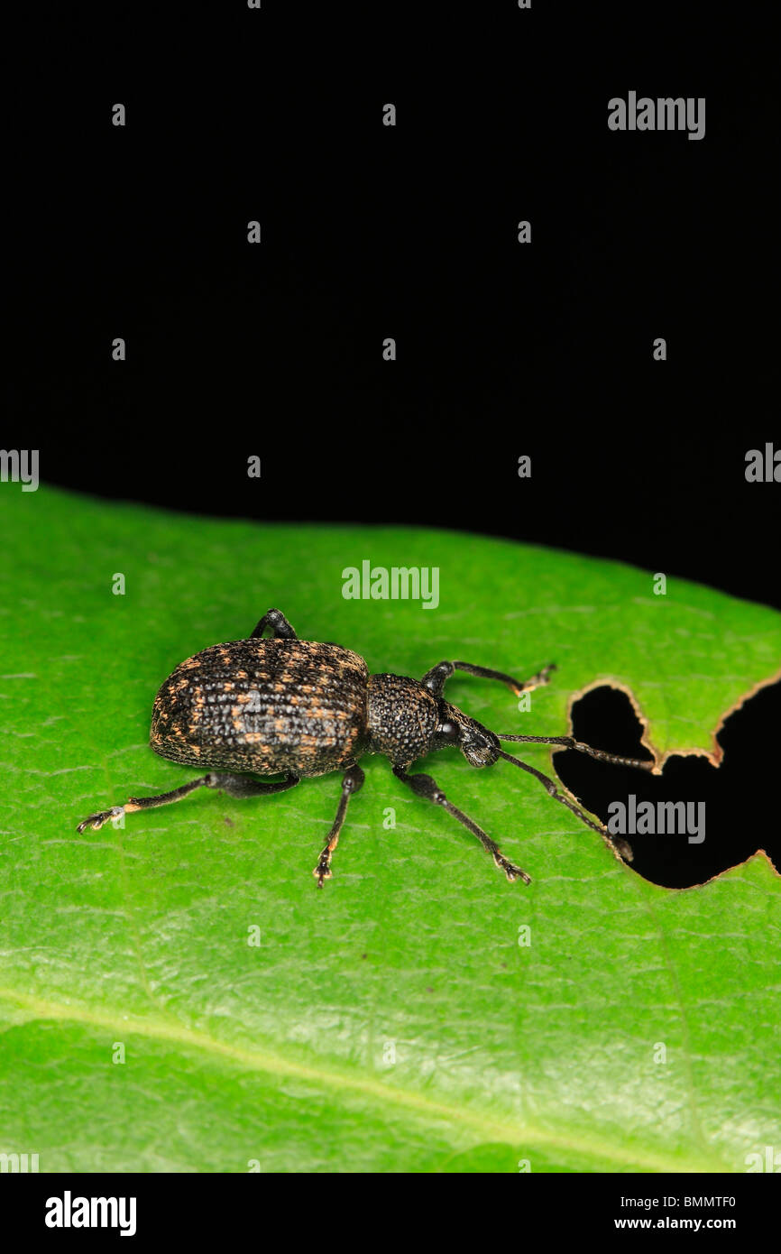 Vine weevil hi-res stock photography and images - Alamy