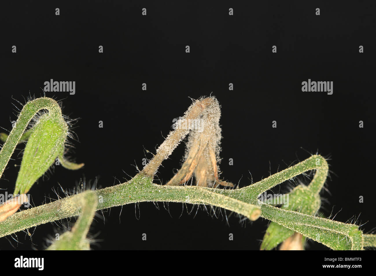 GREY MOULD (Botritis cinerea) ON TOMATO FLOWER Stock Photo - Alamy