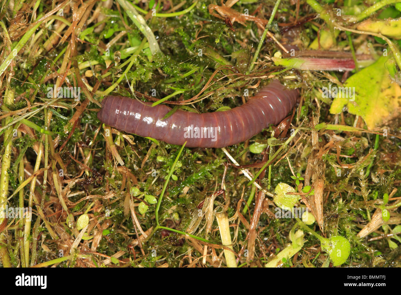 Earthworm Stock Photos & Earthworm Stock Images - Alamy