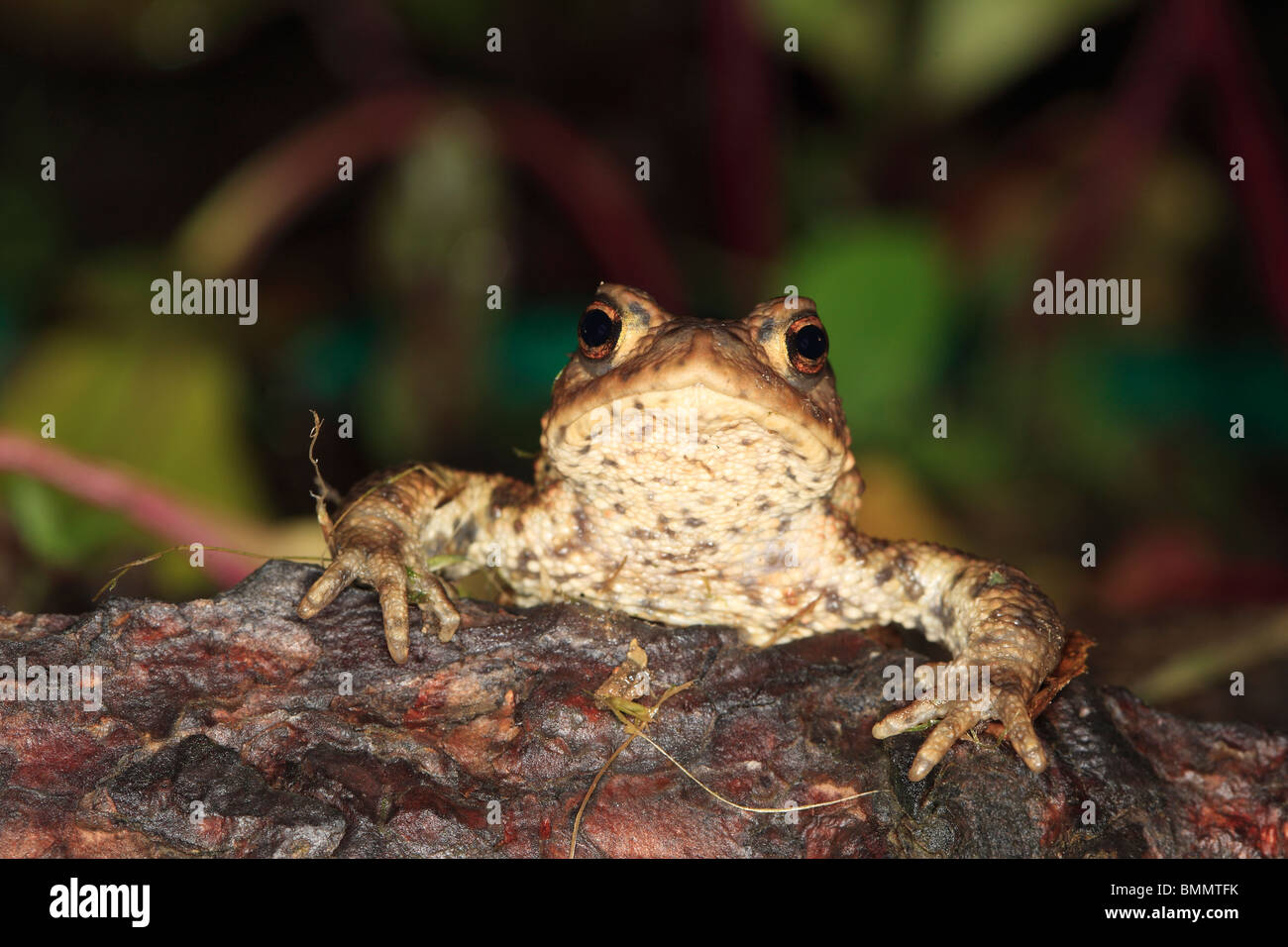 COMMON TOAD (Bufo bufo) LOOKING OVER EDGE OF RAISED BED FRONT VIEW ...