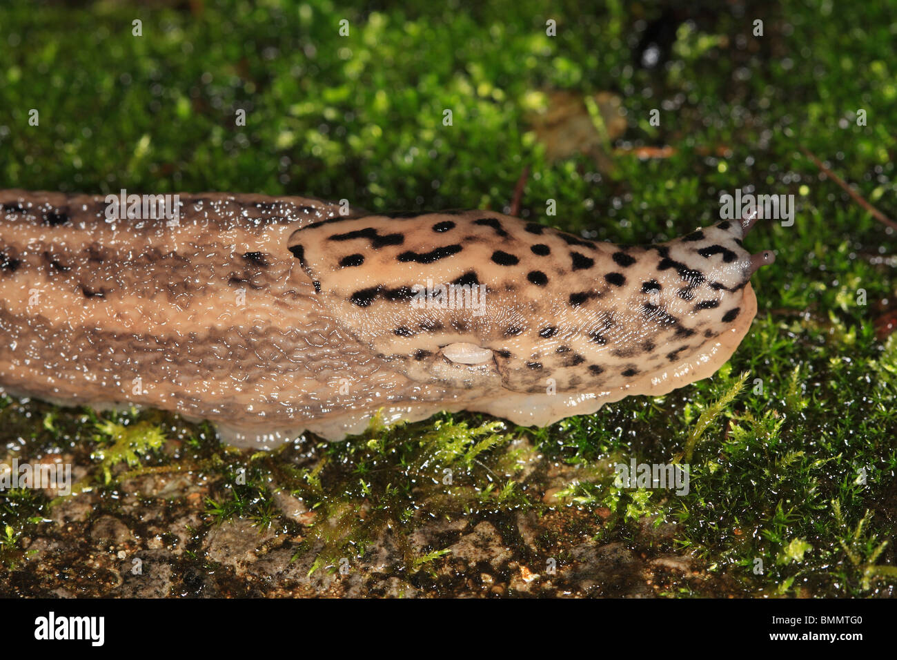 LEOPARD SLUG (Limax maximus) MOVING OVER MOSS AT NIGHT CLOSE UP Stock ...