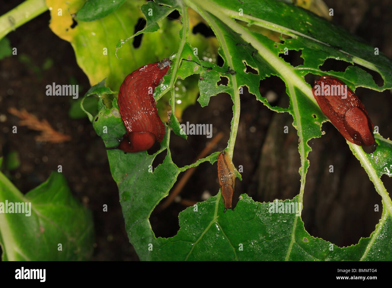 Cabbage slug hi-res stock photography and images - Alamy