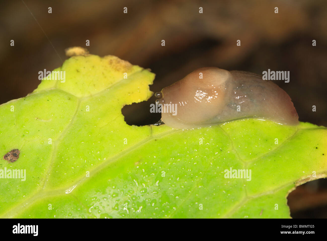 FIELD SLUG (Agriolimax reticulatus) FEEDING ON CABBAGE Stock Photo - Alamy