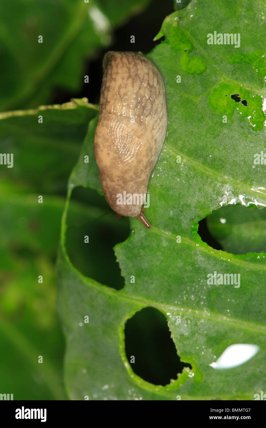 FIELD SLUG (Agriolimax reticulatus) FEEDING ON CABBAGE Stock Photo - Alamy