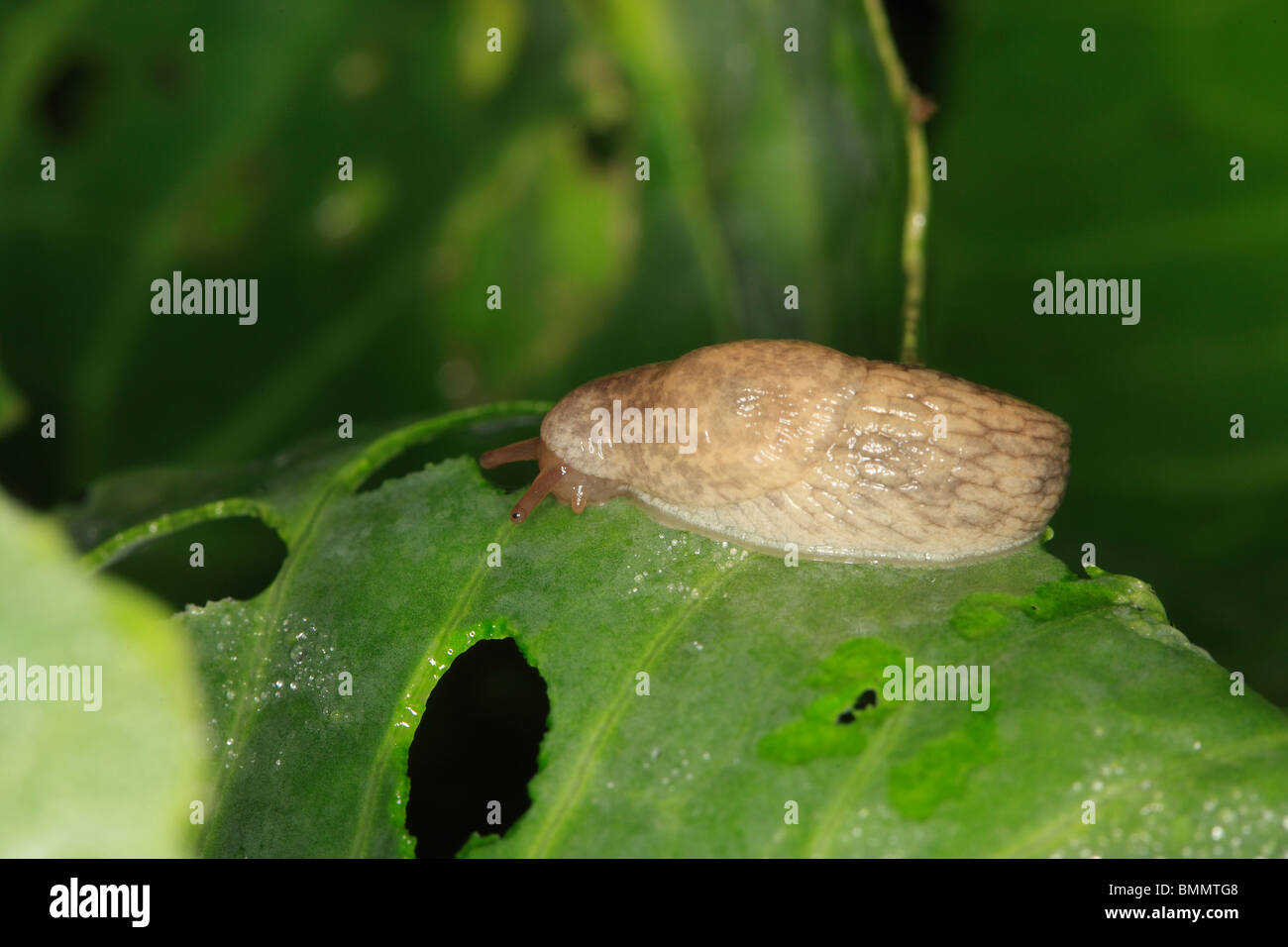 FIELD SLUG (Agriolimax reticulatus) FEEDING ON CABBAGE Stock Photo - Alamy