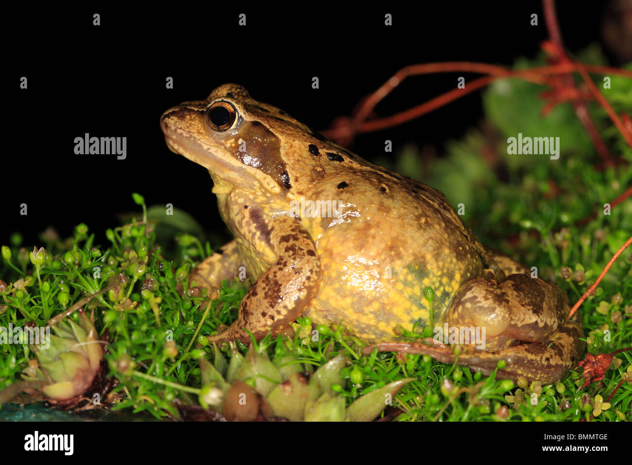 Frog border hi-res stock photography and images - Alamy