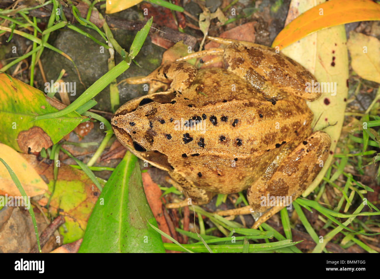 Top view frog hi-res stock photography and images - Alamy