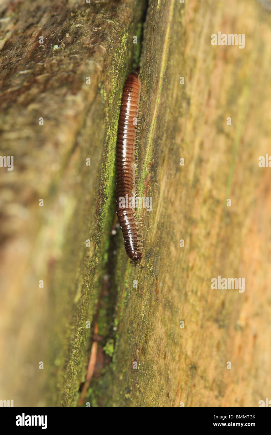 Cylindroiulus hi-res stock photography and images - Alamy