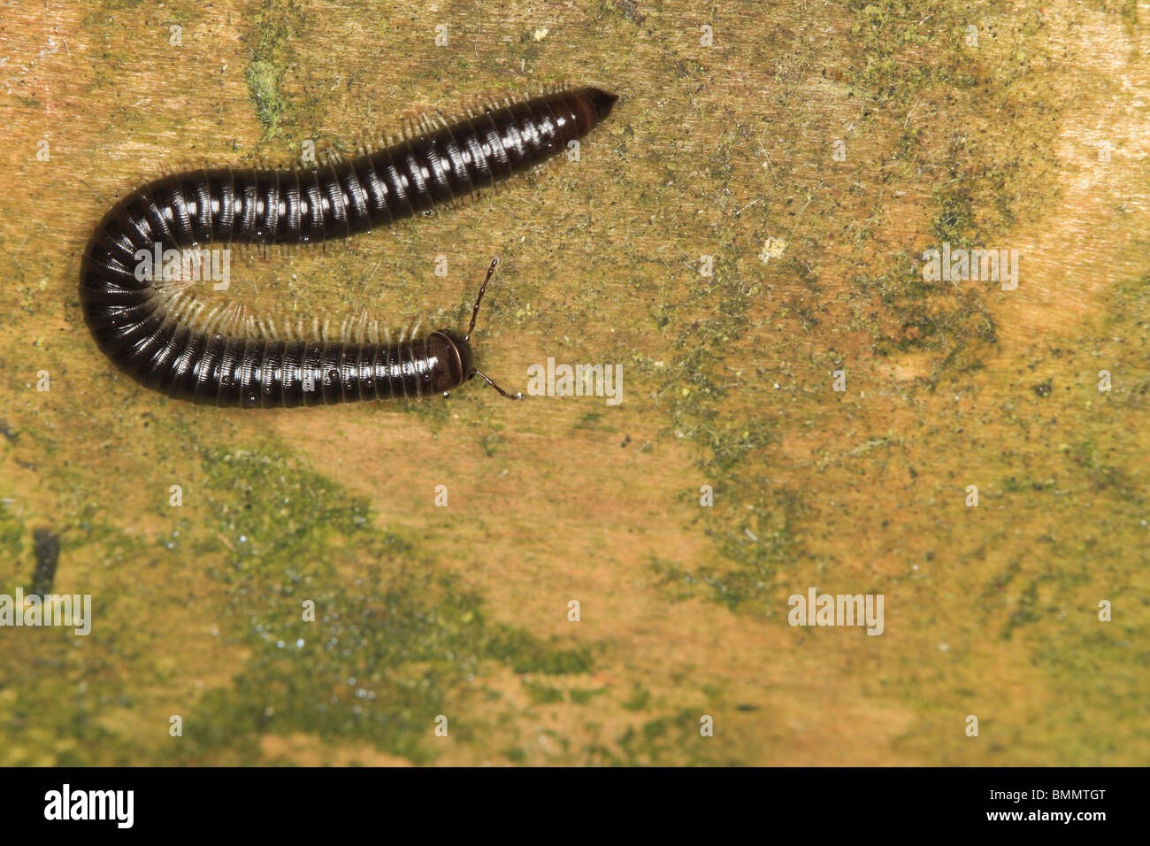 Millipede feeding hi-res stock photography and images - Alamy