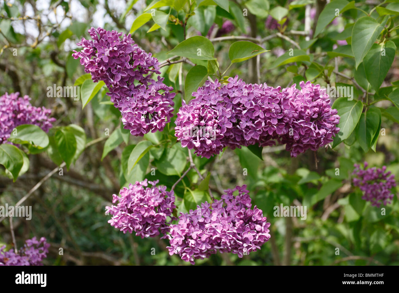 Common lilac (Syringa vulgaris) shrub in flower Stock Photo - Alamy