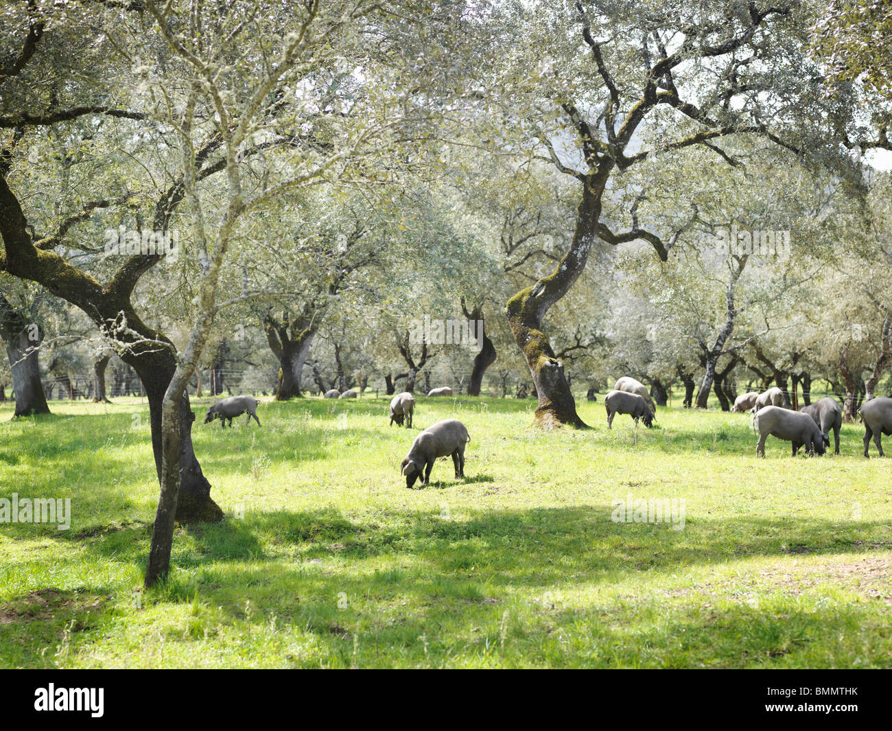 Iberico Pig High Resolution Stock Photography and Images - Alamy