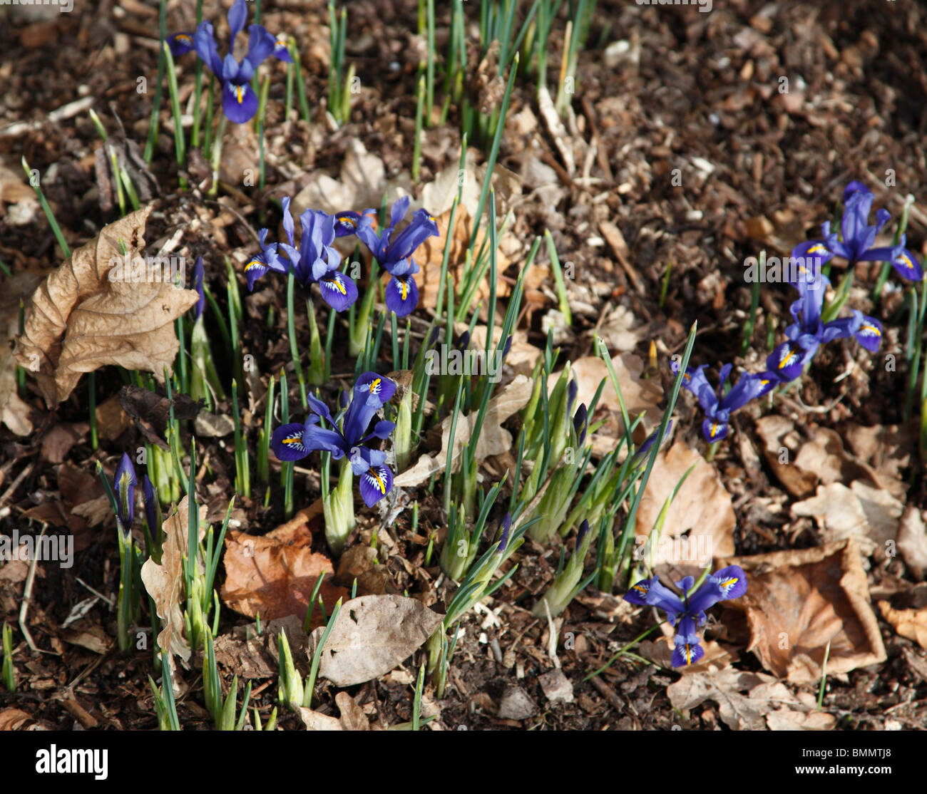 Iris Harmony plants in flower Stock Photo - Alamy