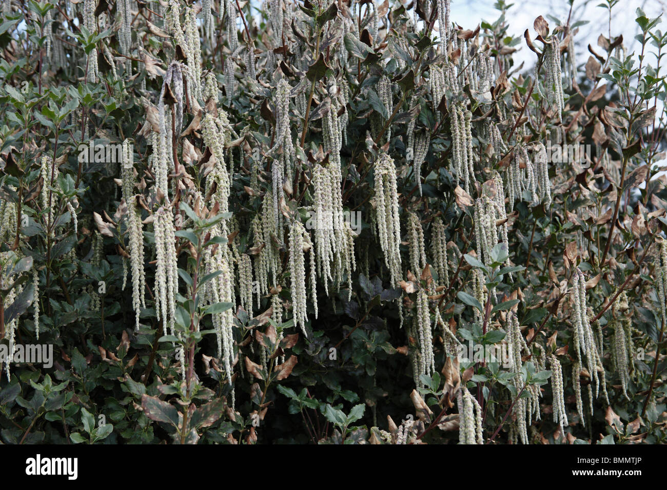 Garrya elliptica James Roof shrub with catkins Stock Photo - Alamy