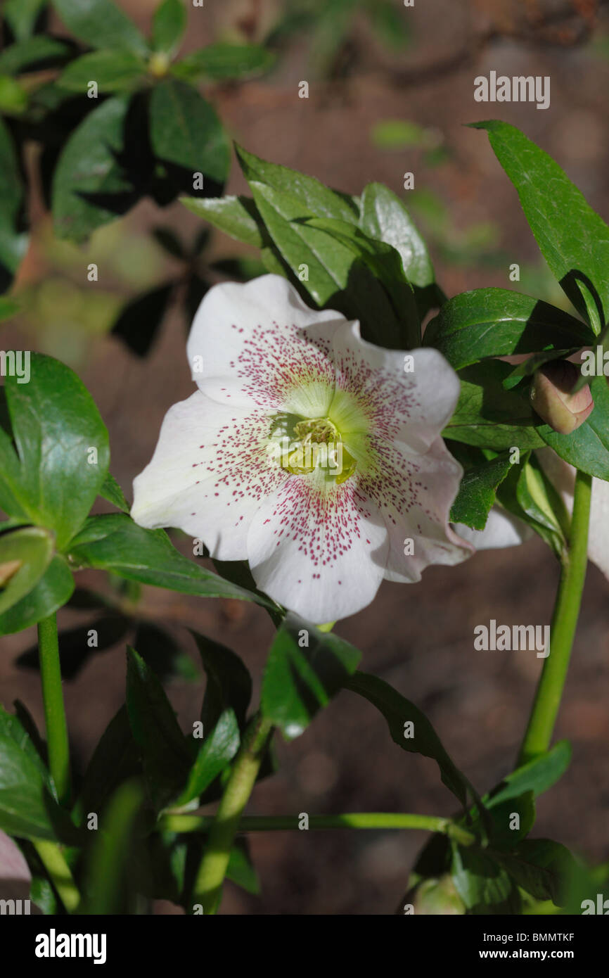 Hellebore (Helleborus cultivar) close up of flower Stock Photo - Alamy