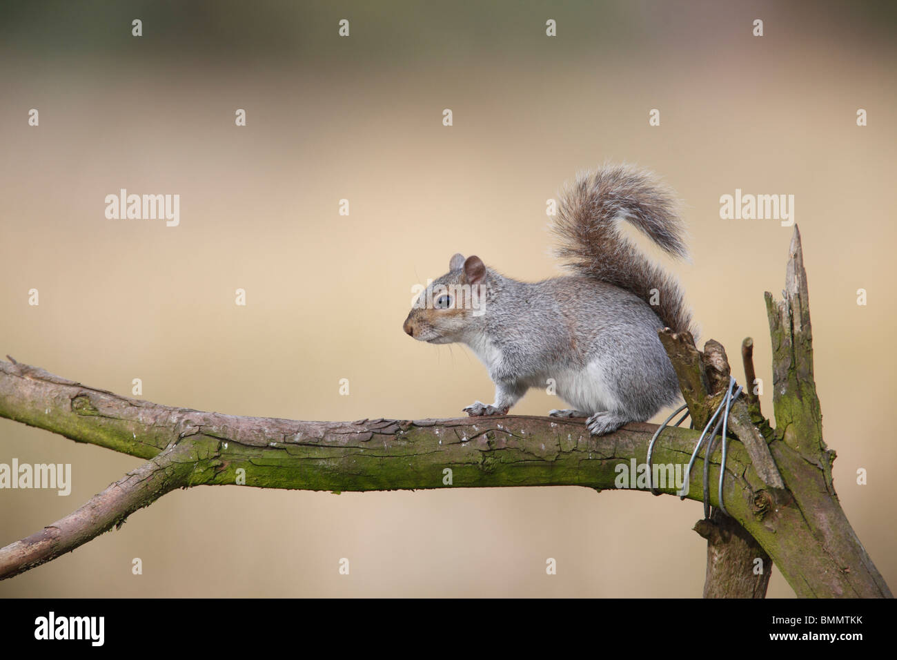 Squirrel sitting on fence hi-res stock photography and images - Alamy