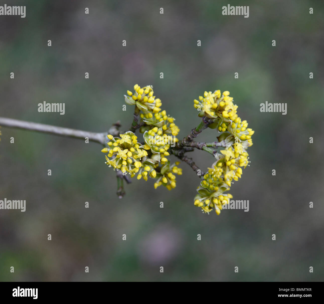 Cornelian cherry (Cornus mas) close up of flower Stock Photo - Alamy
