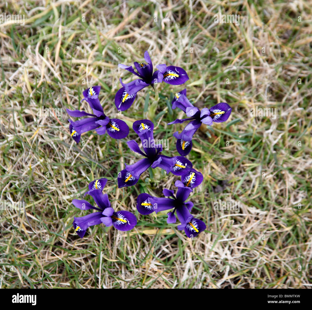Iris Rosenbachiana plants in flower on lawn Stock Photo - Alamy