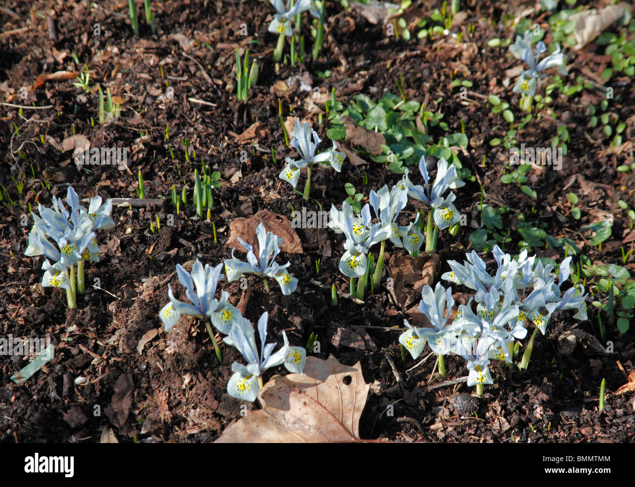 Iris reticulata cantab hi-res stock photography and images - Alamy