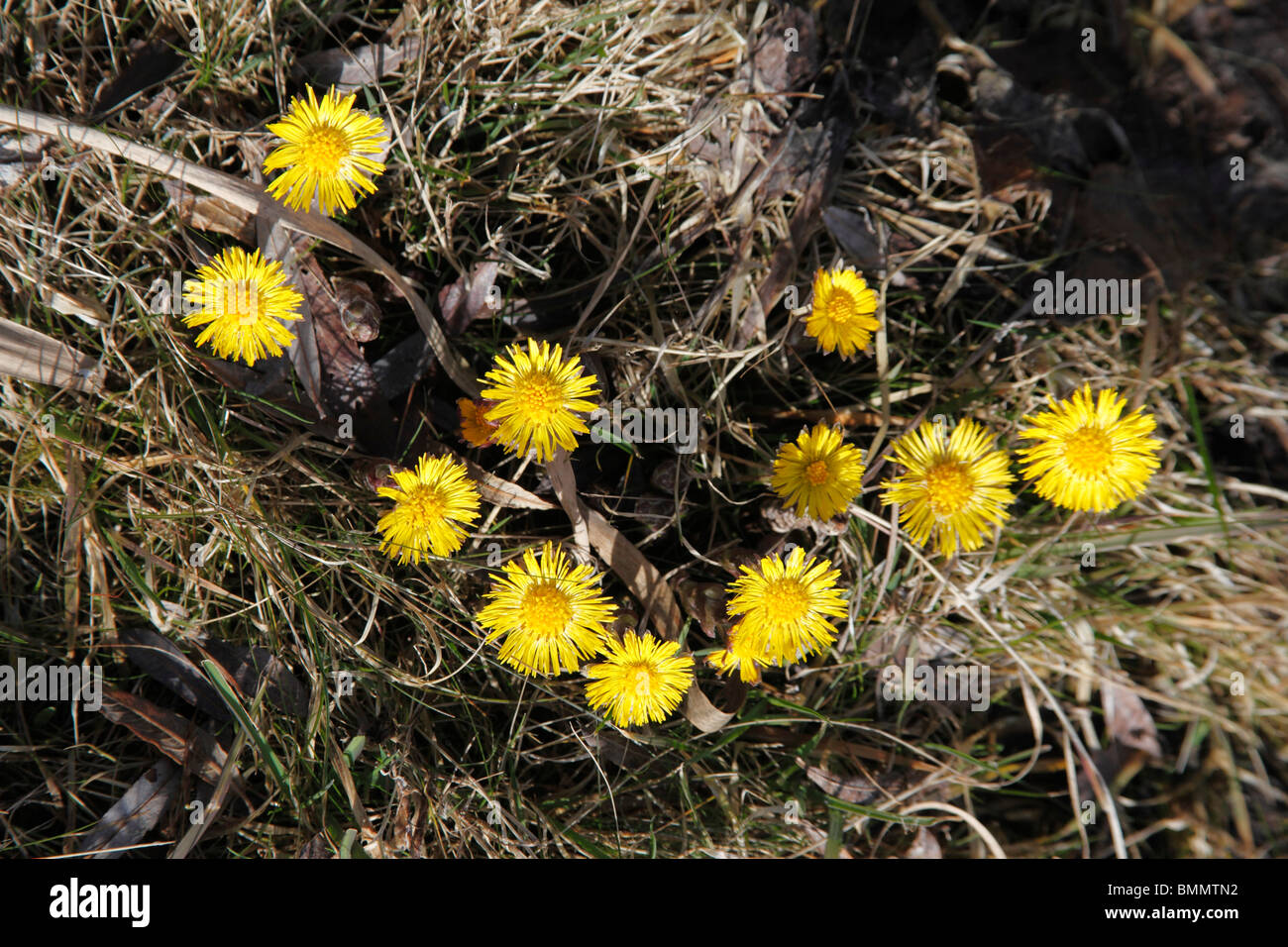 Coltsfoot (Tussilago farfara) plants in flower Stock Photo - Alamy