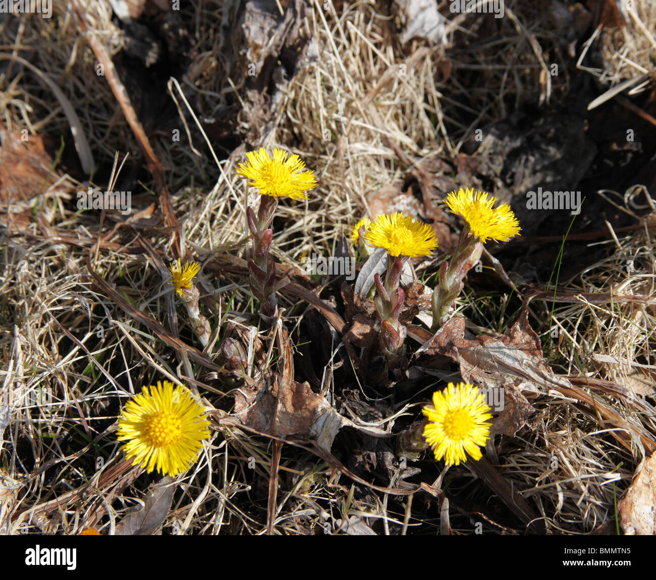 Coltsfoot (Tussilago farfara) plants in flower Stock Photo - Alamy