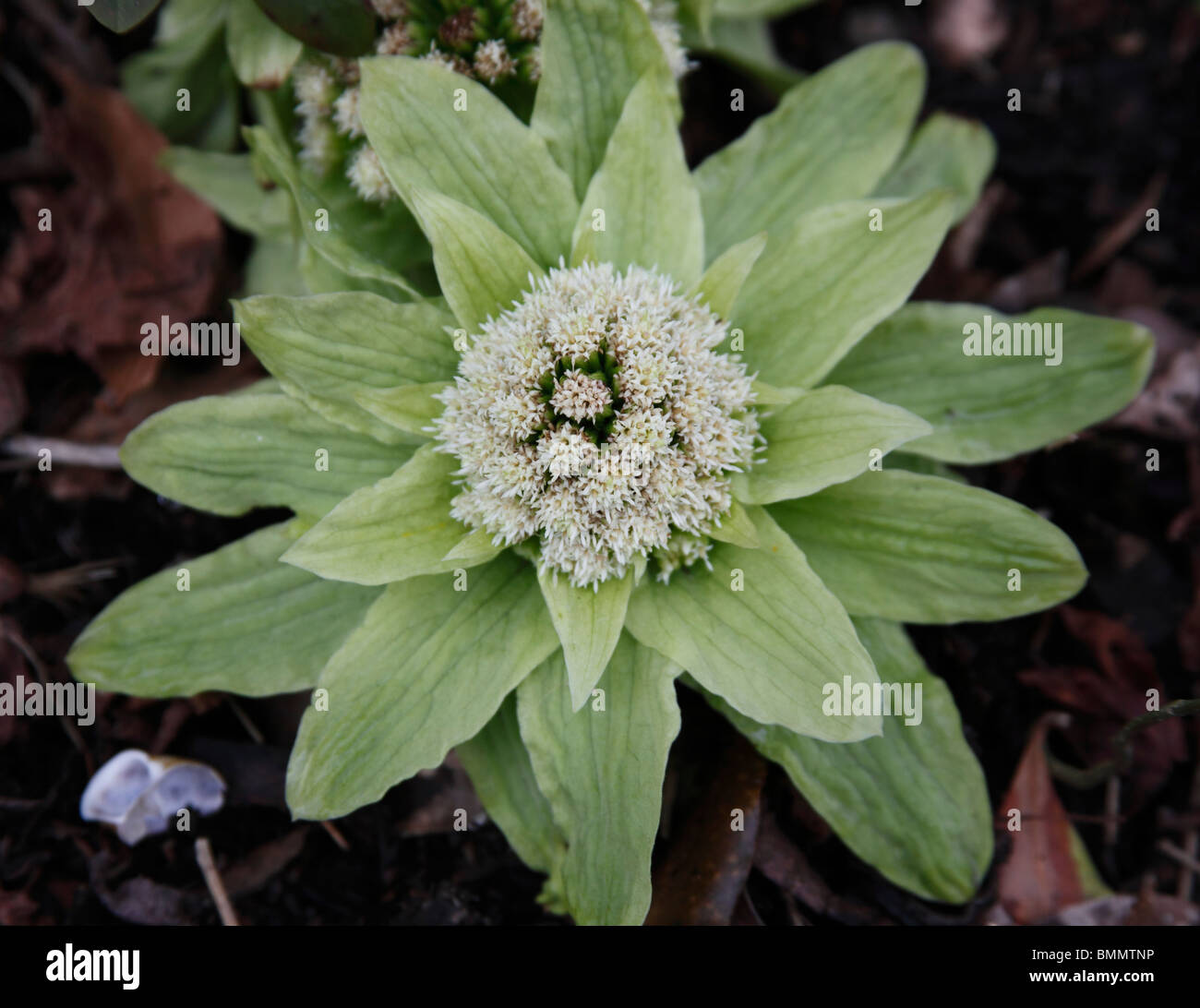 Brunnera macrophylla Dawsons white close up of flower Stock Photo - Alamy