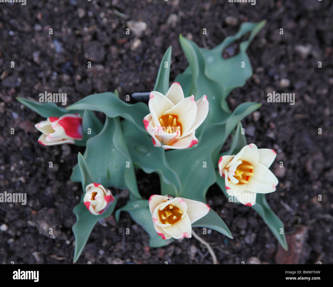 Ancilla High Resolution Stock Photography and Images - Alamy