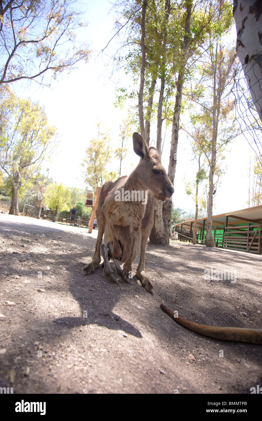 Nir david hi-res stock photography and images - Alamy