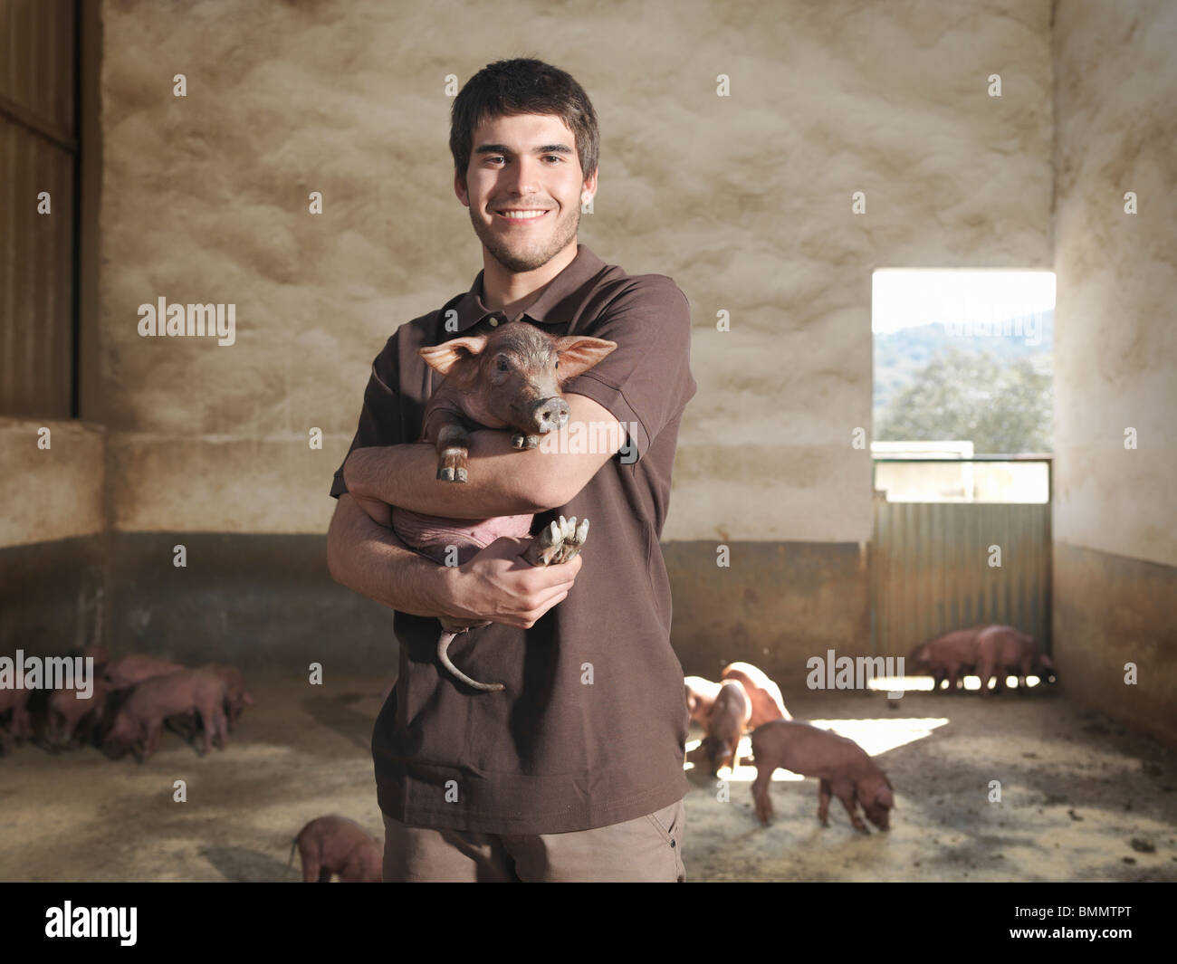 Livestock piglet hi-res stock photography and images - Alamy