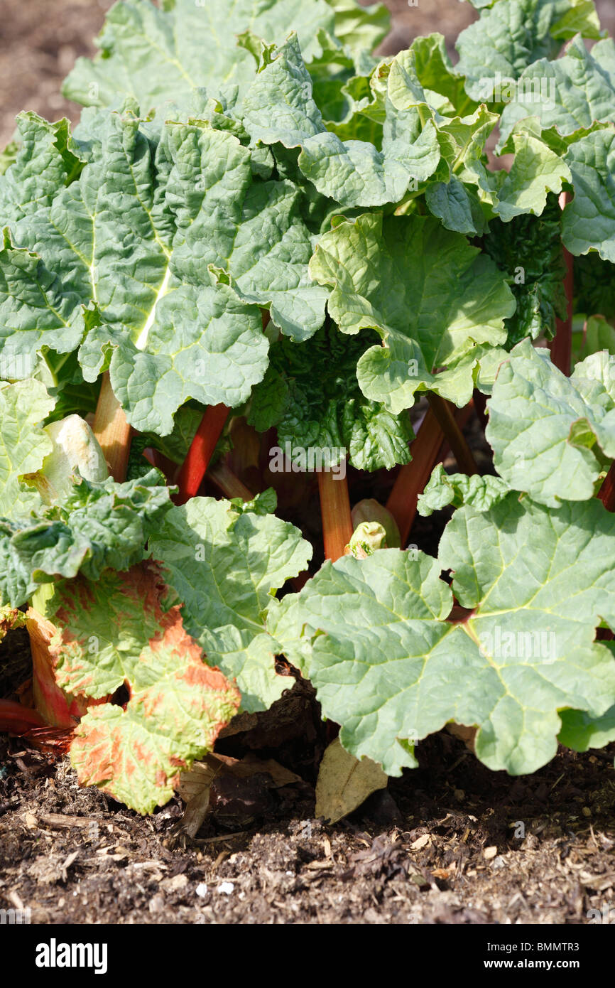 Rhubarb hi-res stock photography and images - Alamy