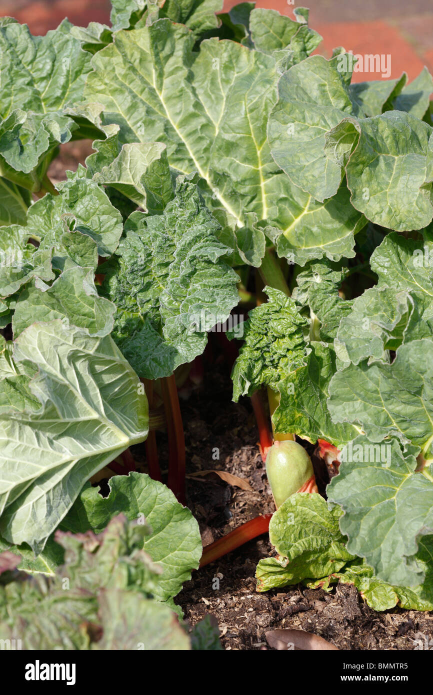 Rhubarb (Rheum x hybridum Victoria Stock Photo - Alamy