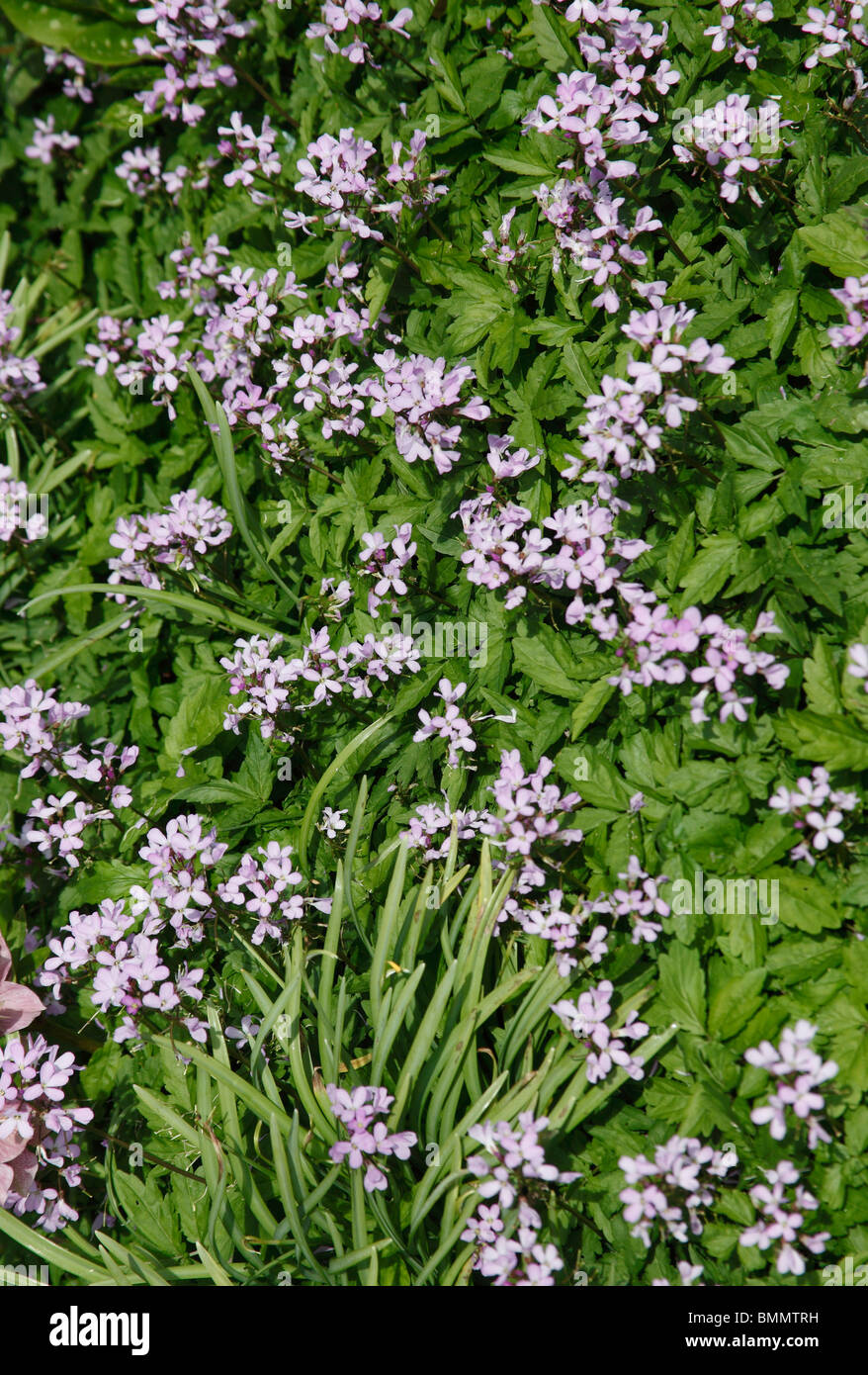 Cardamine quinquefolia plants in flower Stock Photo - Alamy