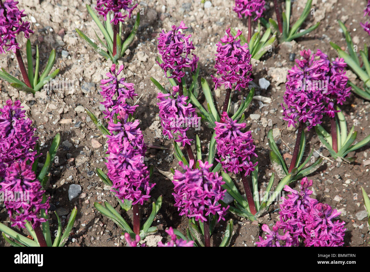 Hyacinthus plants hi-res stock photography and images - Alamy