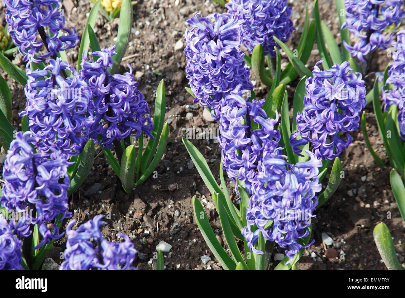 Hyacinthus plants hi-res stock photography and images - Alamy