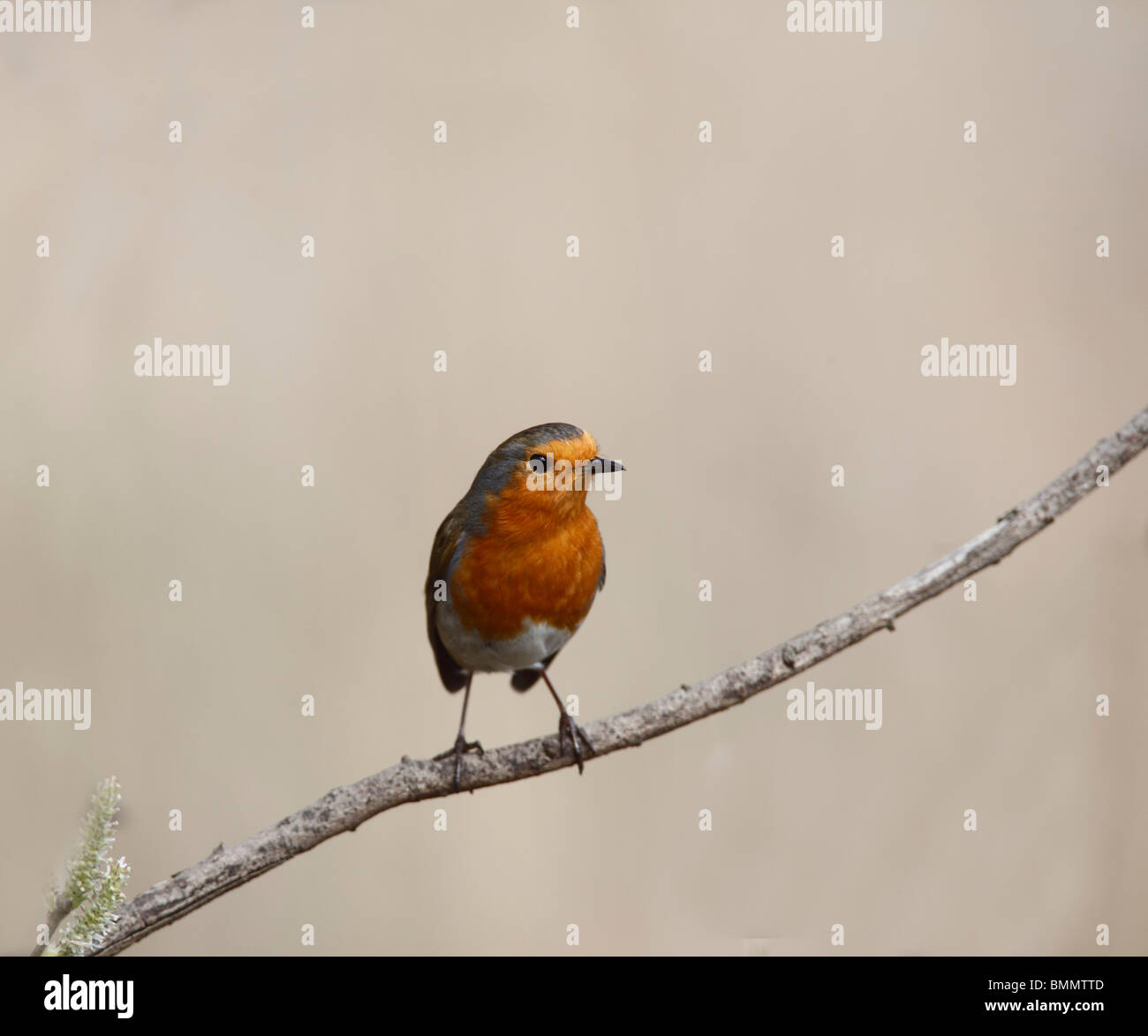Front view of robin hi-res stock photography and images - Alamy