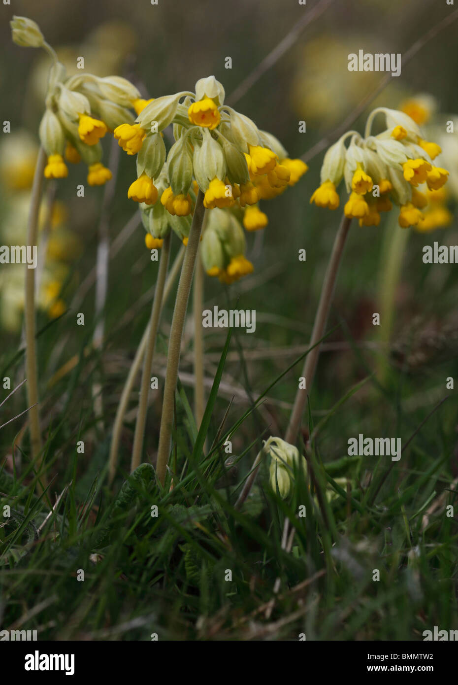 Cowslip primula veris flowers hi-res stock photography and images - Alamy