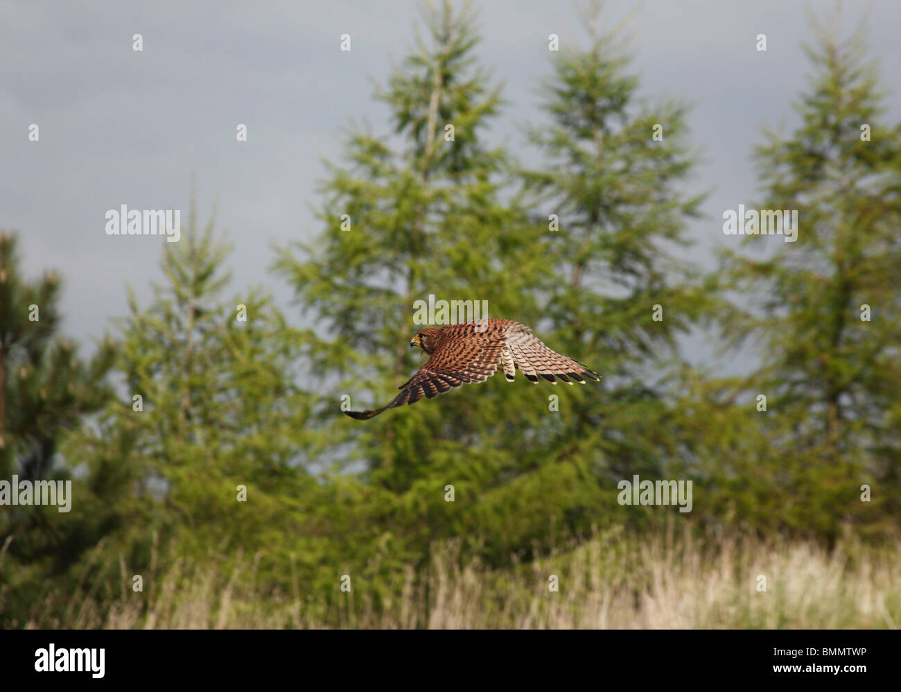 Kestrel (Falco tinnunculus) female in flight side view Stock Photo - Alamy